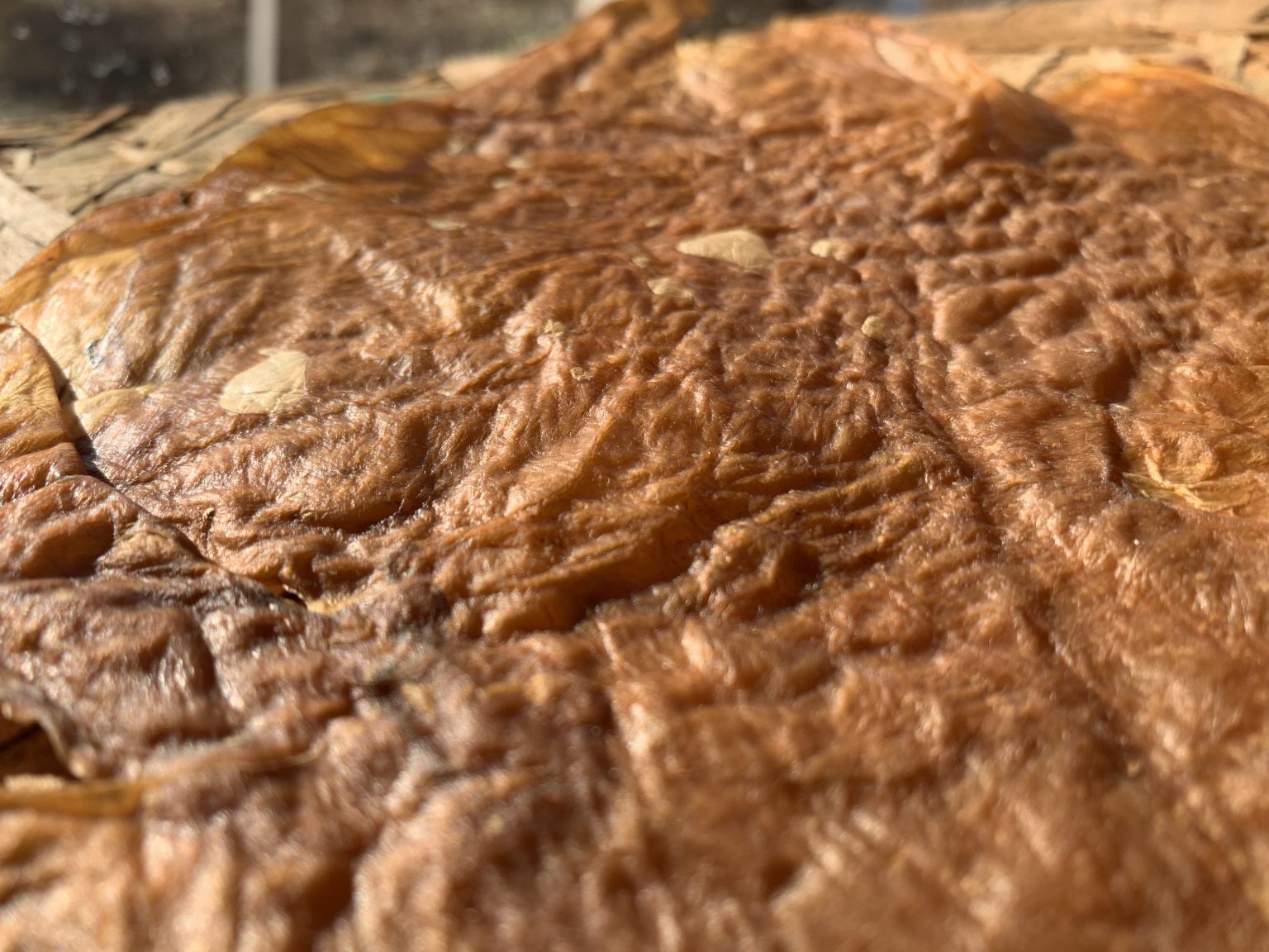 How to make Kombucha Leather – Chris Beckstrom